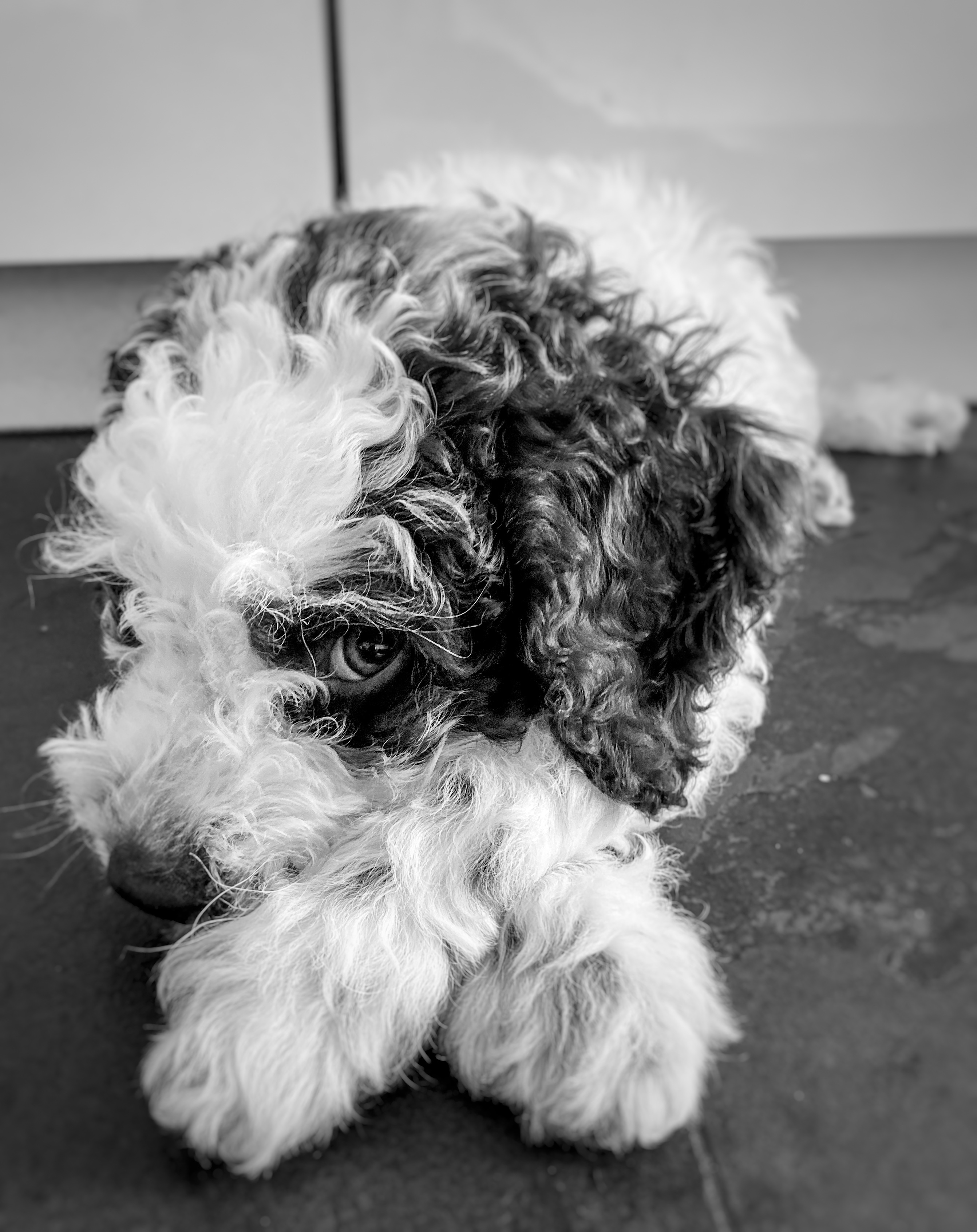 Apollo the Lagotto