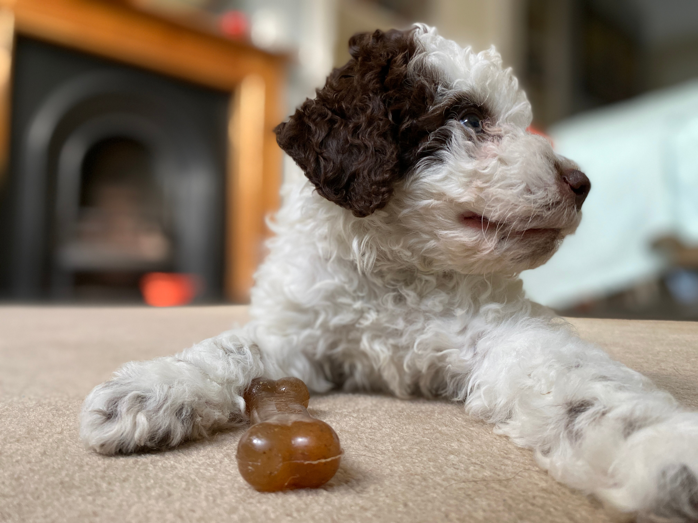 Apollo the Lagotto